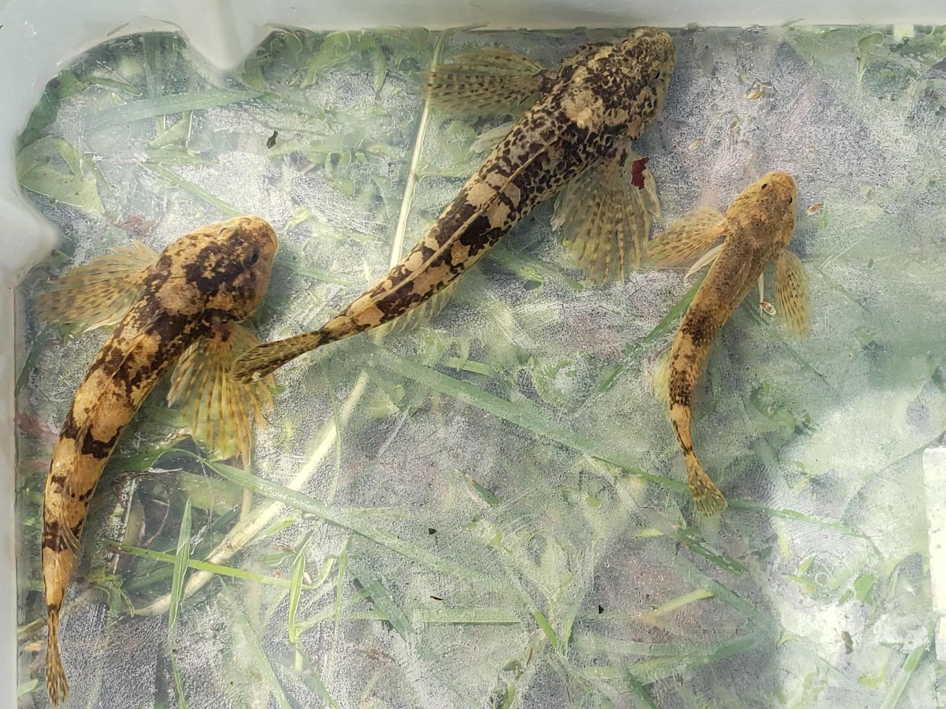 Etude sur le Chabot en Haute Vallée de l'Aude - Fédération de pêche de ...